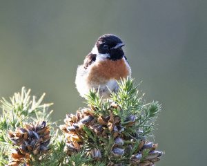 New Forest Birds - New Forest Nature Photography